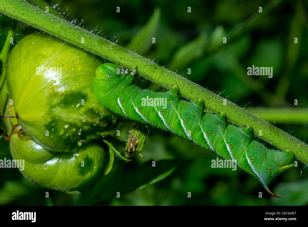 Instar larva hi-res stock photography and images - Alamy