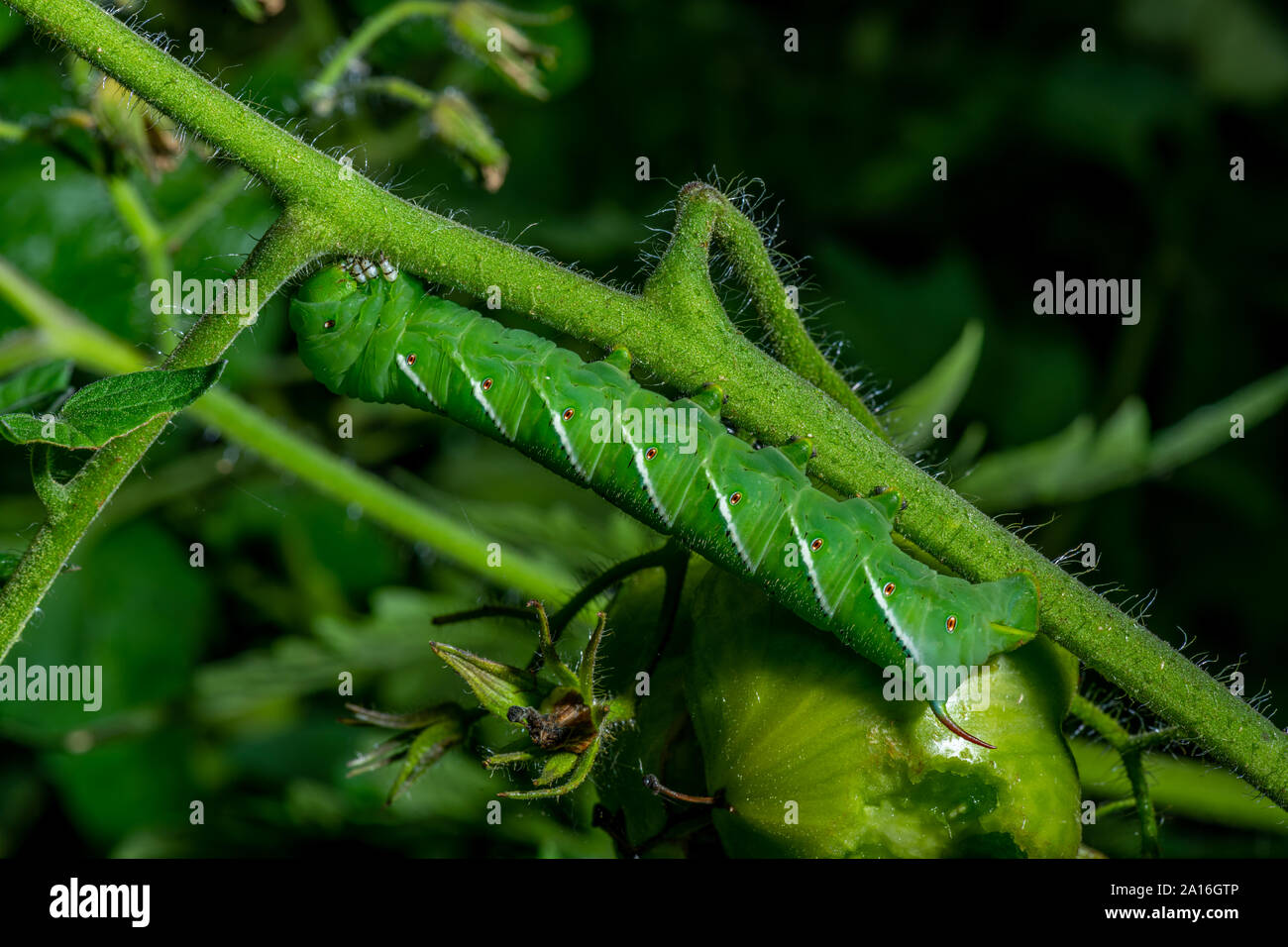 Late instar larva of Manduca sexta, the tobacco hornworm (often ...