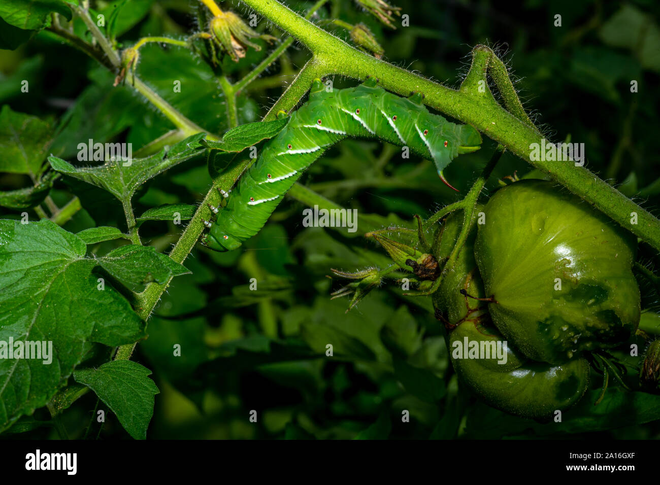 Late instar larva of Manduca sexta, the tobacco hornworm (often ...