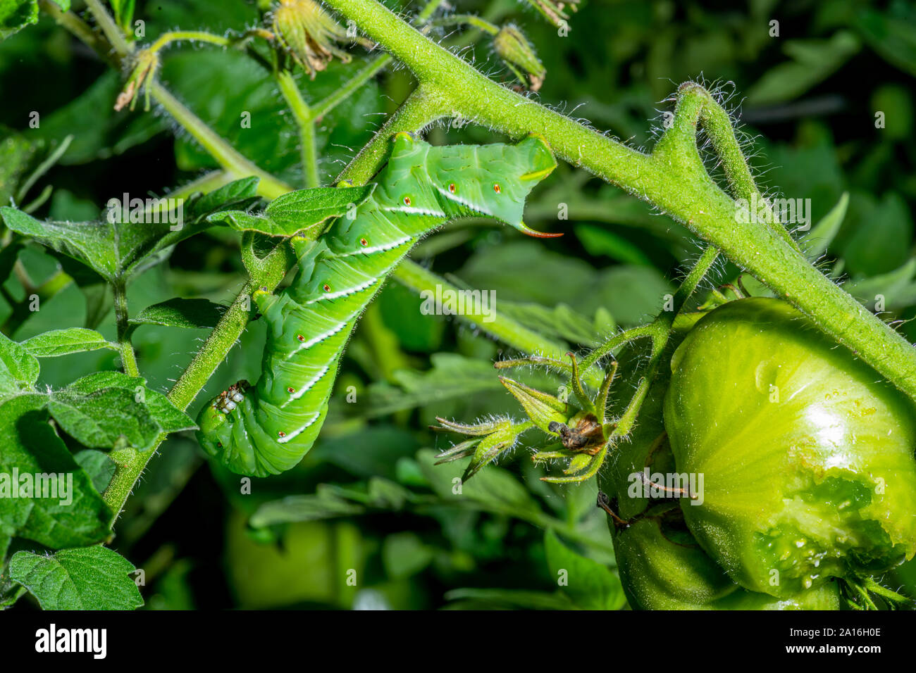 Late instar larva of Manduca sexta, the tobacco hornworm (often ...