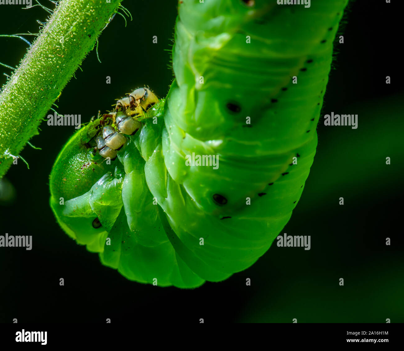 Late instar larva of Manduca sexta, the tobacco hornworm (often ...