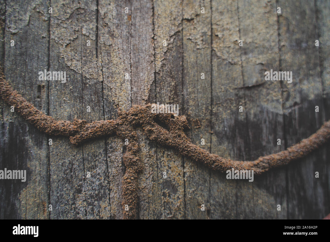 Termite Infested. Close up on termite infested wood Stock Photo - Alamy