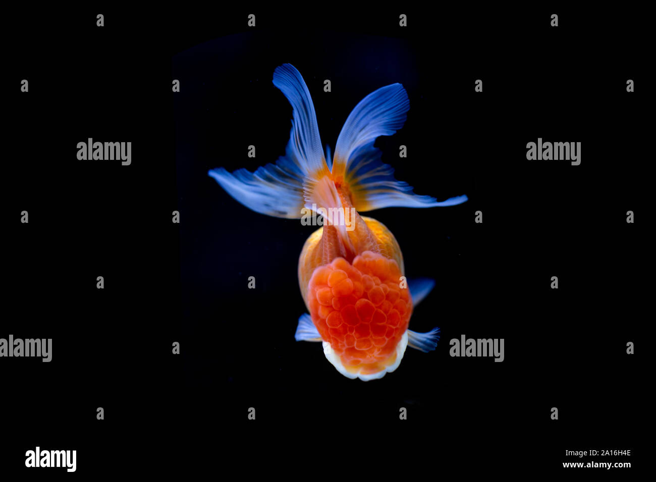 Beautiful Oranda Goldfish swimming in the tank isolated on black ...