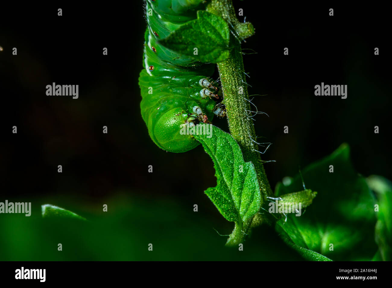 Late instar larva of Manduca sexta, the tobacco hornworm (often ...