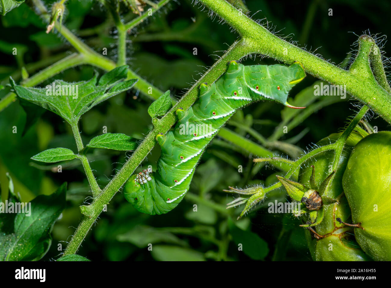 Late instar larva of Manduca sexta, the tobacco hornworm (often ...