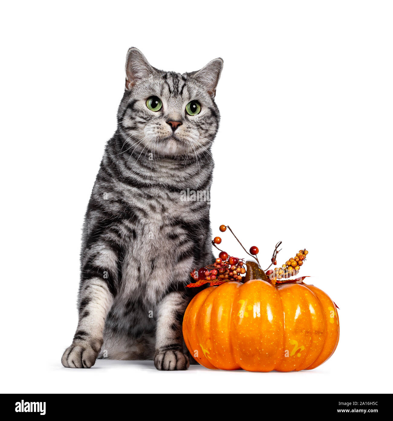 Black white cat pumpkin Cut Out Stock Images & Pictures - Alamy