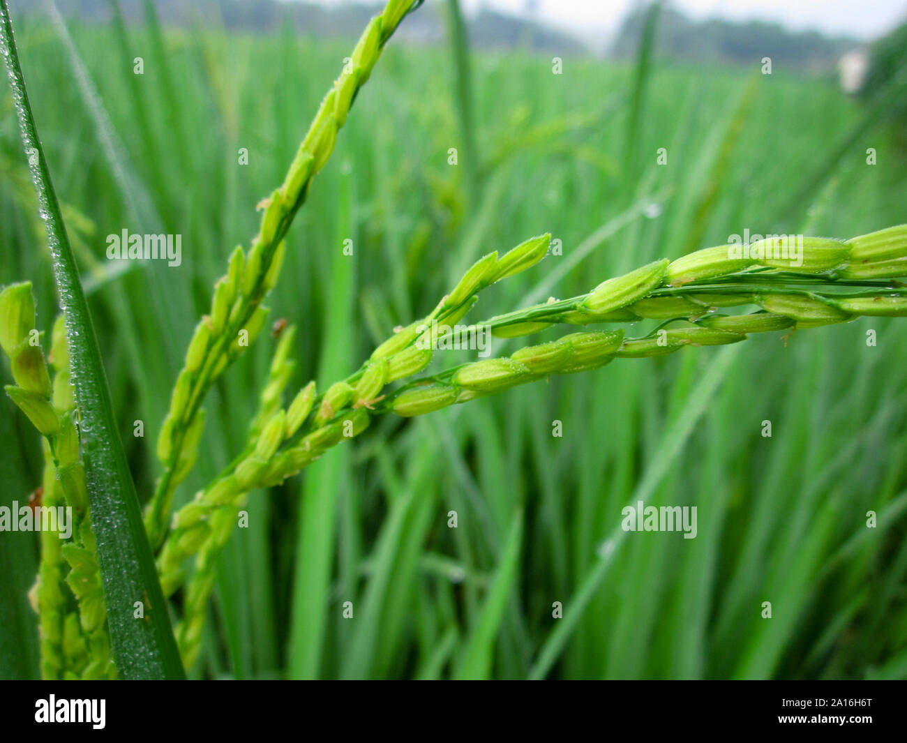 Paddy farm hi-res stock photography and images - Alamy