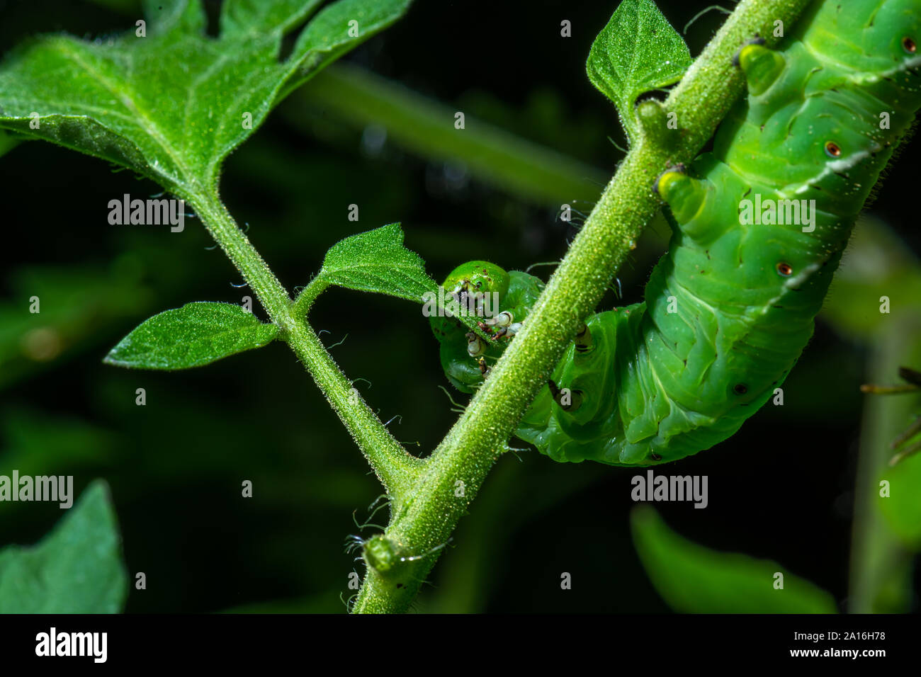 Late instar larva of Manduca sexta, the tobacco hornworm (often ...