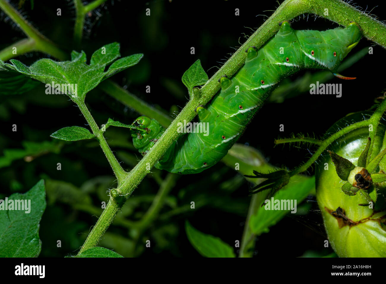 Late instar larva of Manduca sexta, the tobacco hornworm (often ...