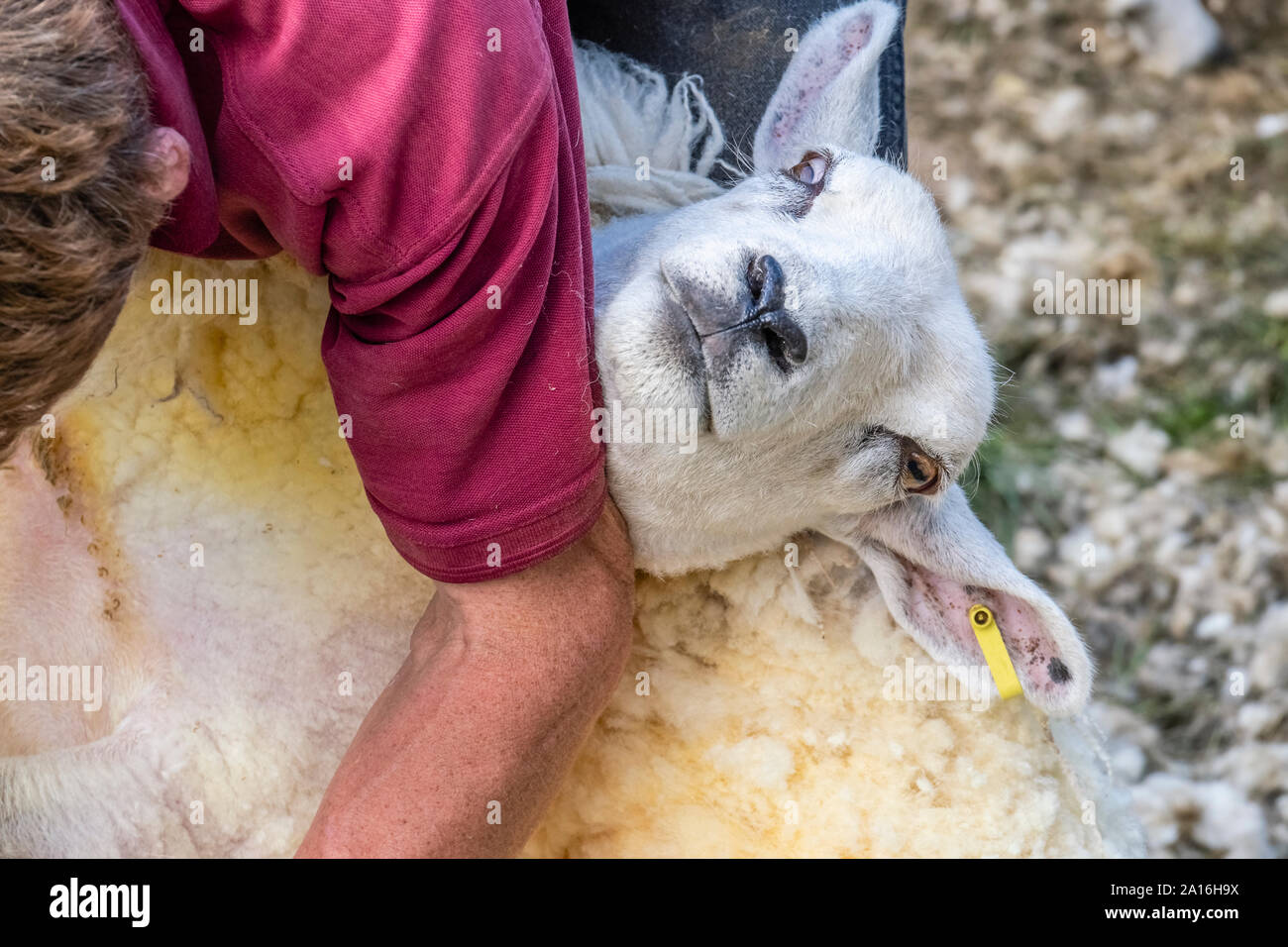 Sheep shearing is the process by which the woollen fleece of a sheep is ...