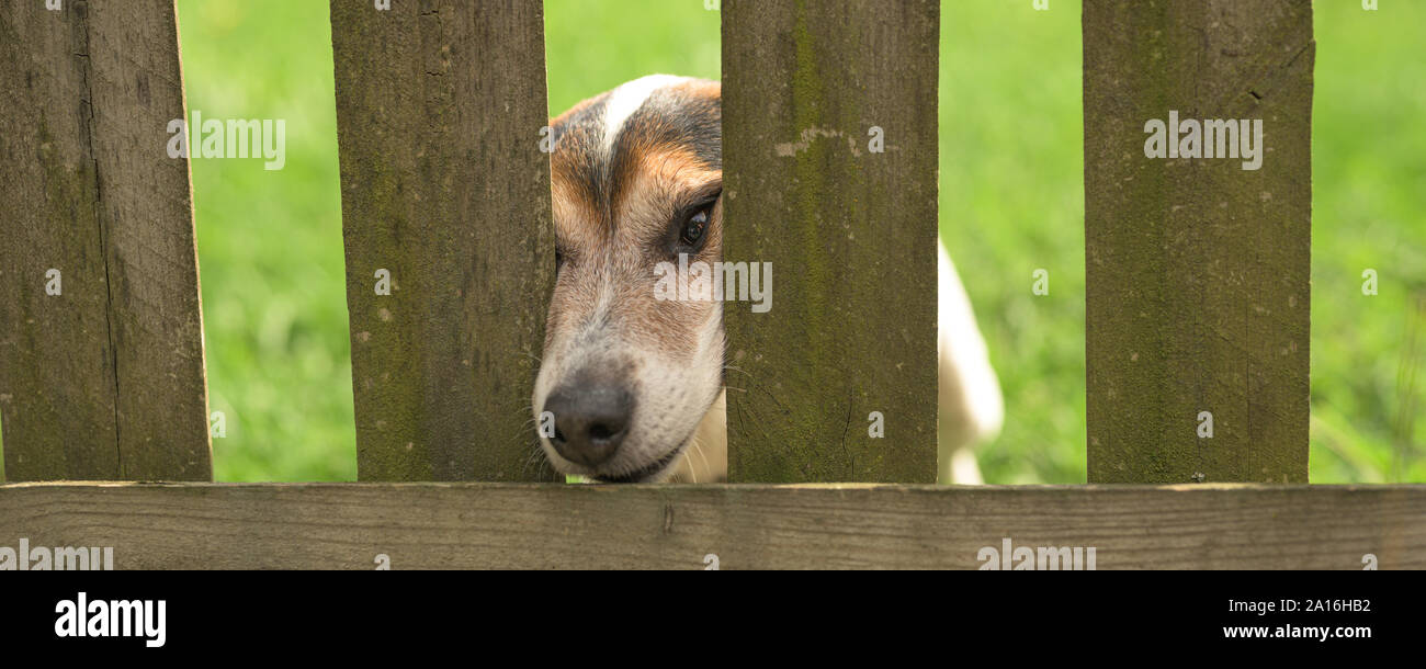 Dog looking through fence hi-res stock photography and images - Alamy