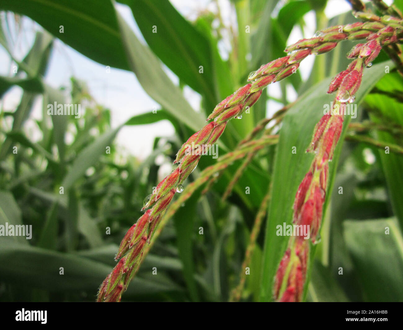 Red paddy rice in the paddy field, Bangladesh Stock Photo - Alamy