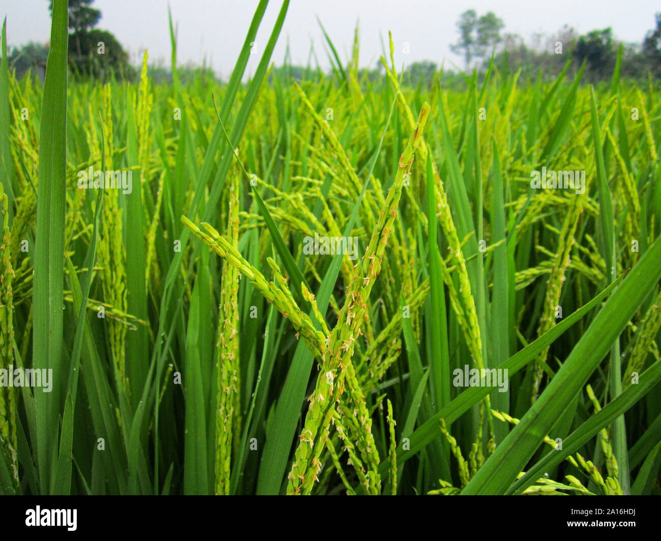 Green ear of rice in paddy rice field Stock Photo - Alamy