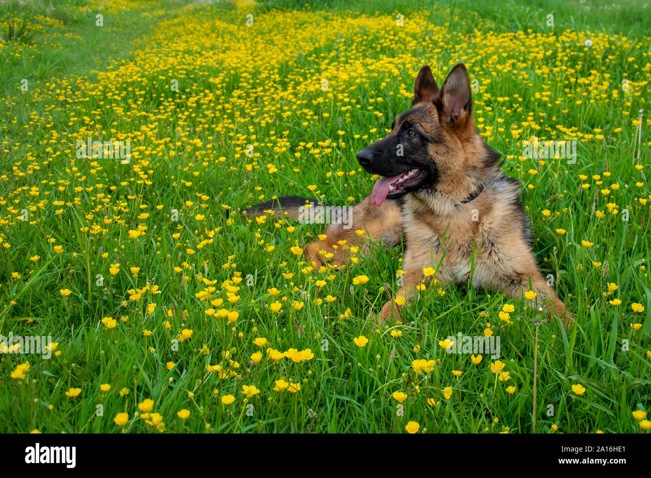 germanshepherd in the grass Stock Photo - Alamy