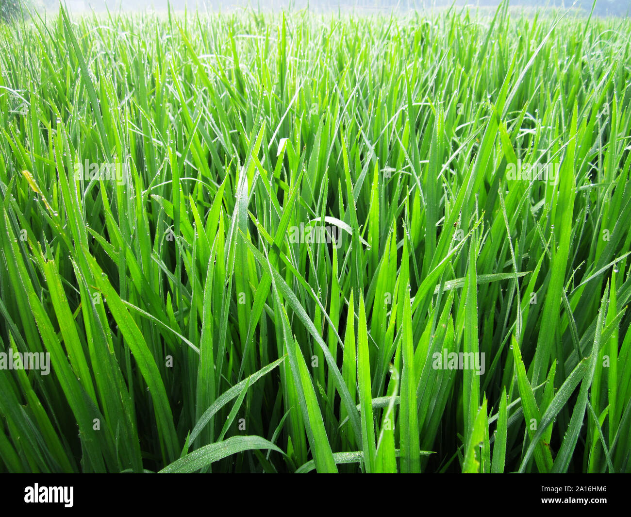Beautiful green paddy rice field in Bangladesh Stock Photo - Alamy