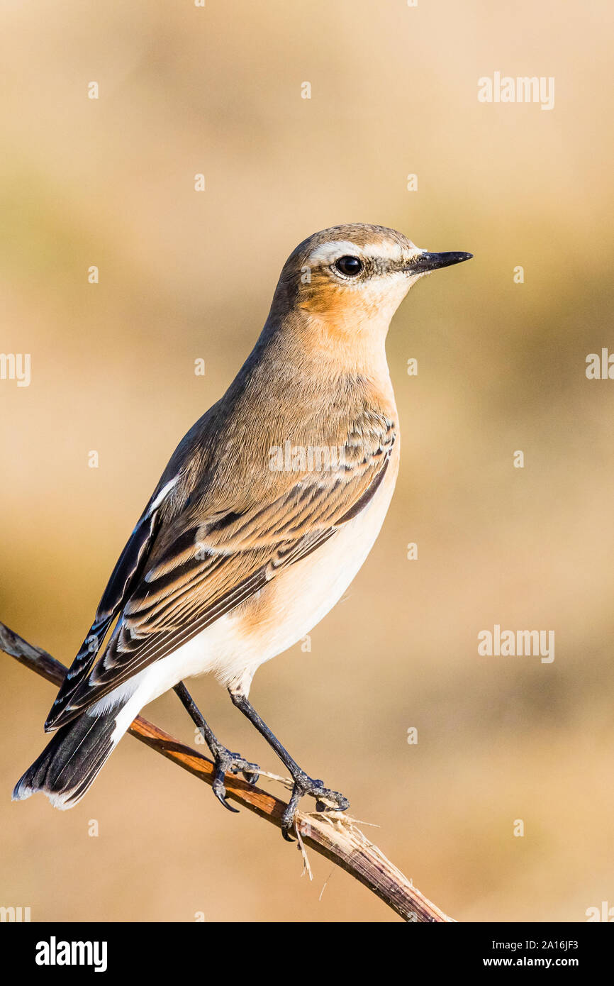 Female wheatear along a coastal path in Guernsey, Channel Islands Stock ...
