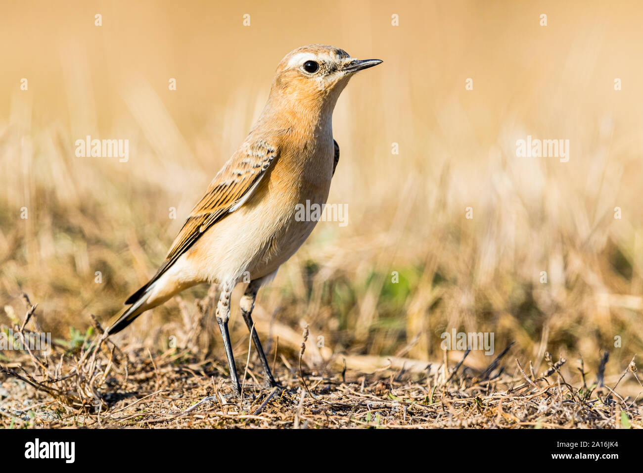Female wheatear along a coastal path in Guernsey, Channel Islands Stock ...