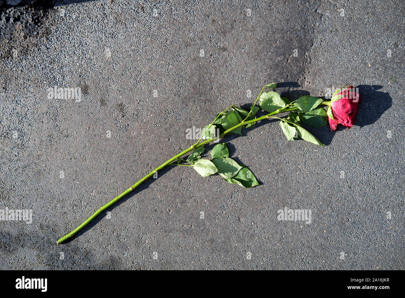 Sidewalk flower hi-res stock photography and images - Alamy