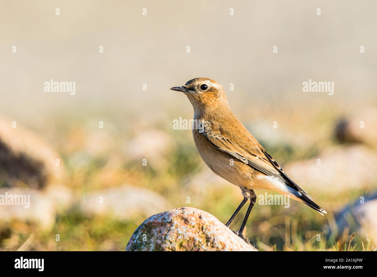 Female wheatear along a coastal path in Guernsey, Channel Islands Stock ...