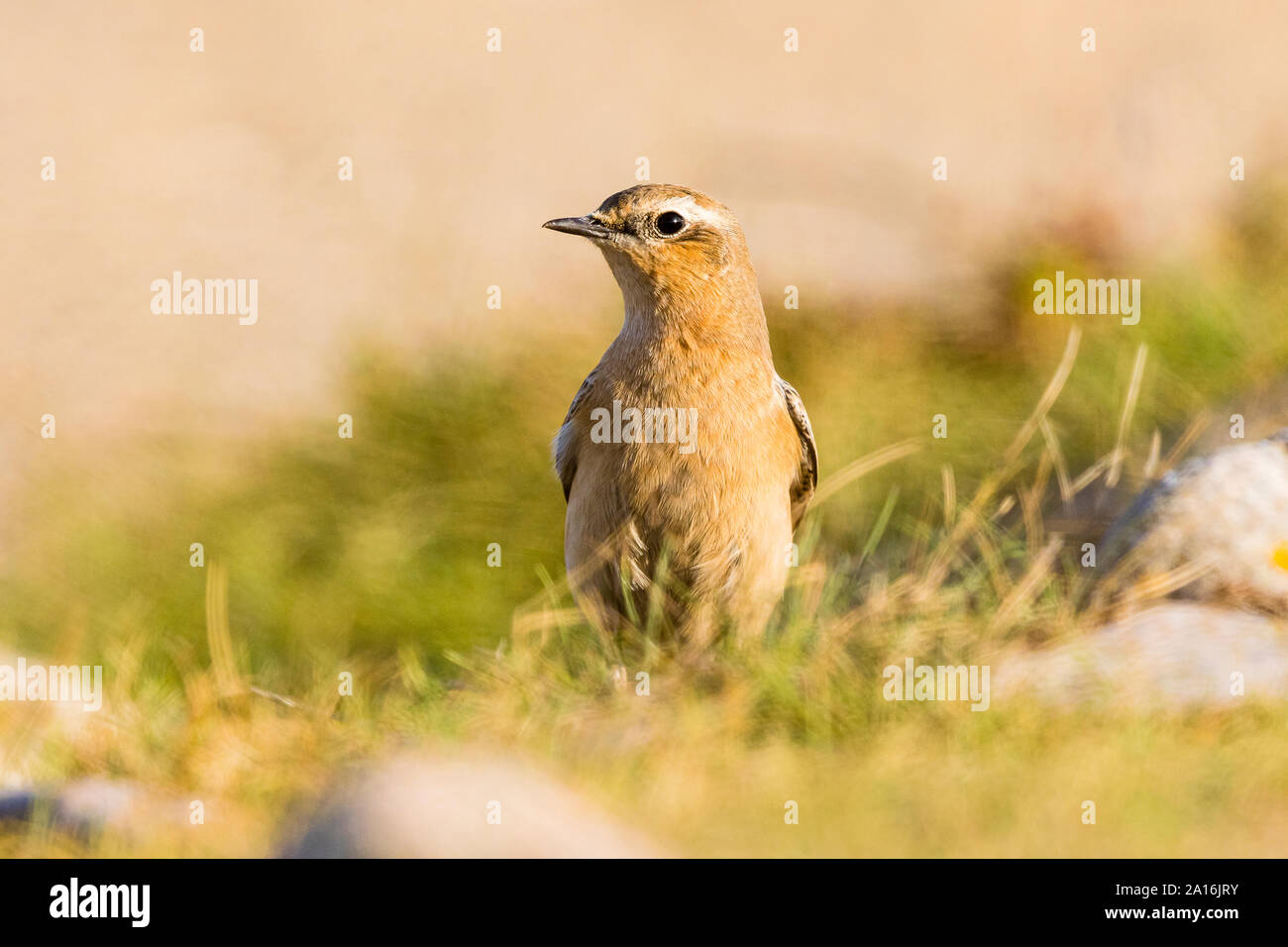 Female wheatear along a coastal path in Guernsey, Channel Islands Stock ...