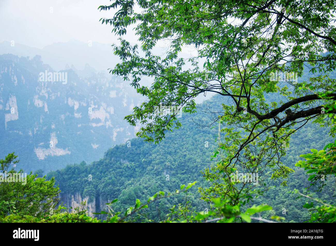 A tree in the foreground and the unusal rock formations of the ...