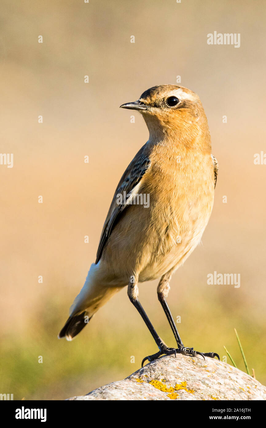 Female wheatear along a coastal path in Guernsey, Channel Islands Stock ...