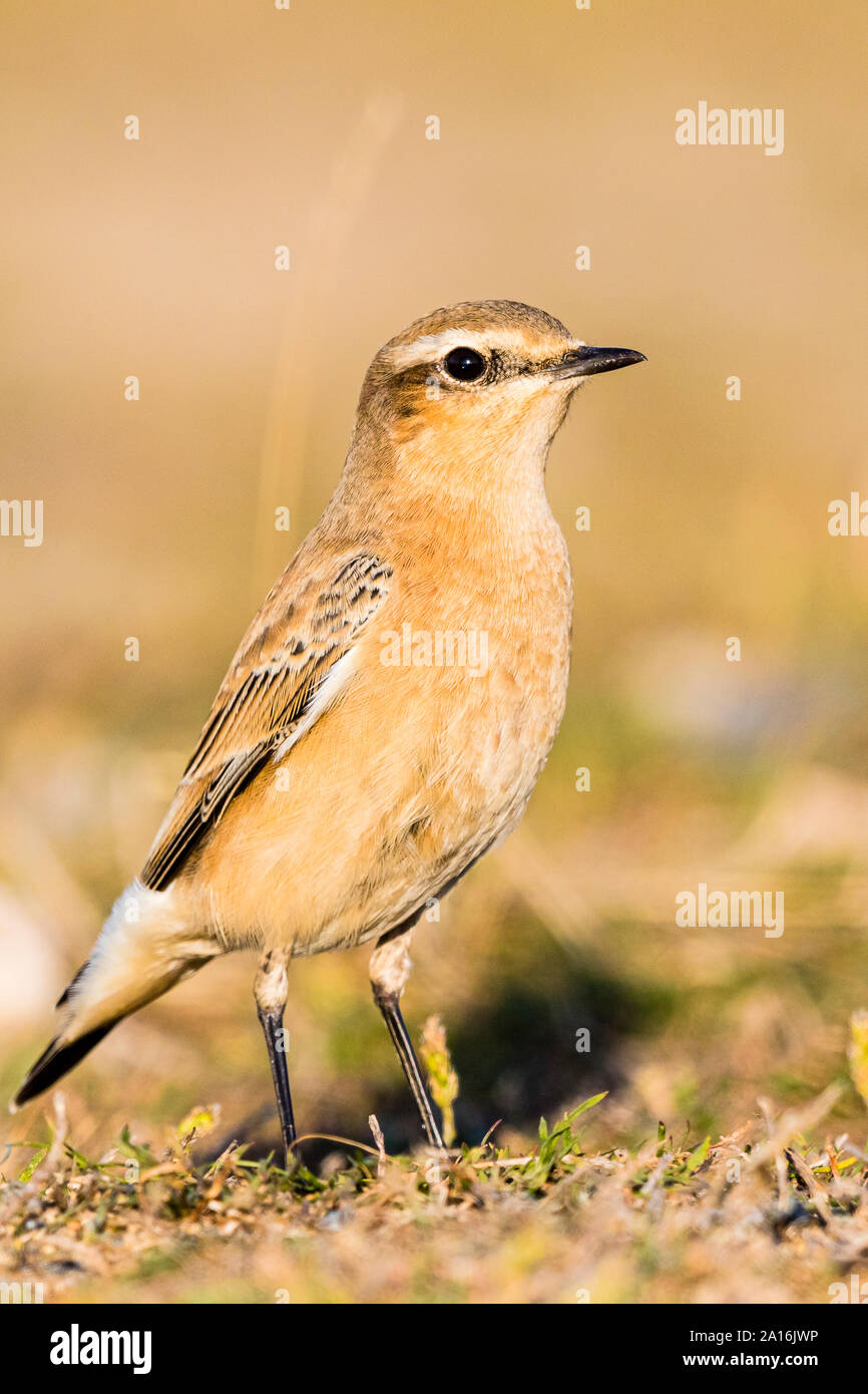 Female wheatear along a coastal path in Guernsey, Channel Islands Stock ...