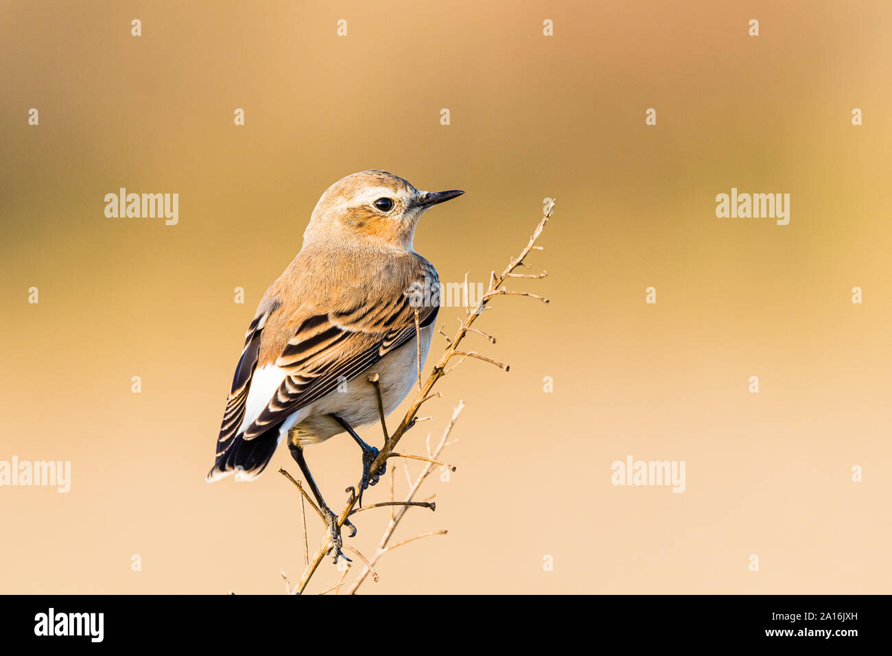 Female wheatear along a coastal path in Guernsey, Channel Islands Stock ...