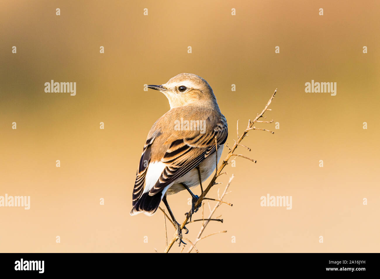 Female wheatear along a coastal path in Guernsey, Channel Islands Stock ...