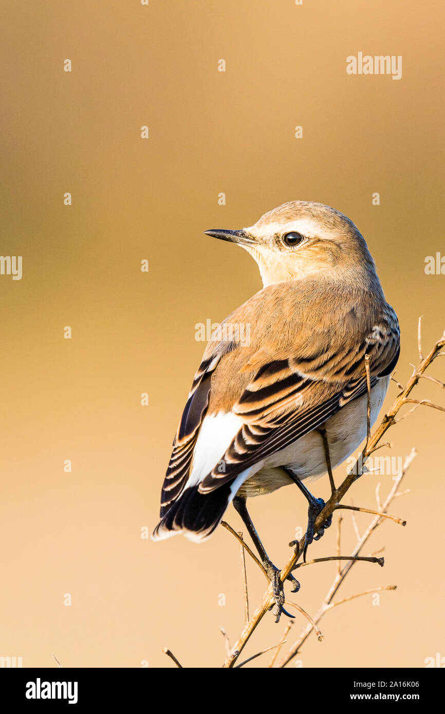 Female wheatear along a coastal path in Guernsey, Channel Islands Stock ...