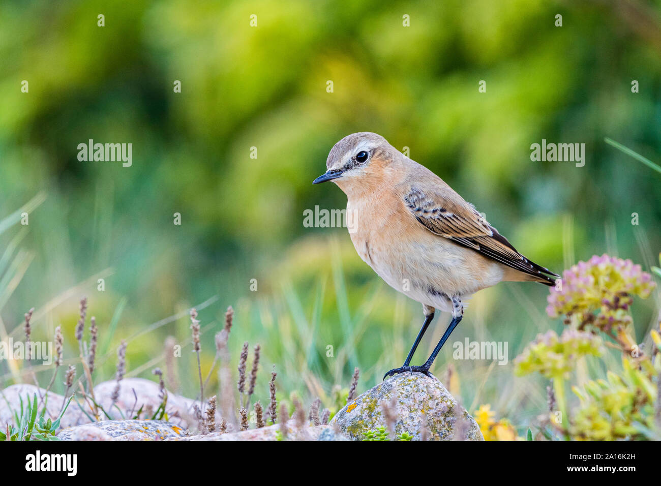 Female wheatear hi-res stock photography and images - Alamy