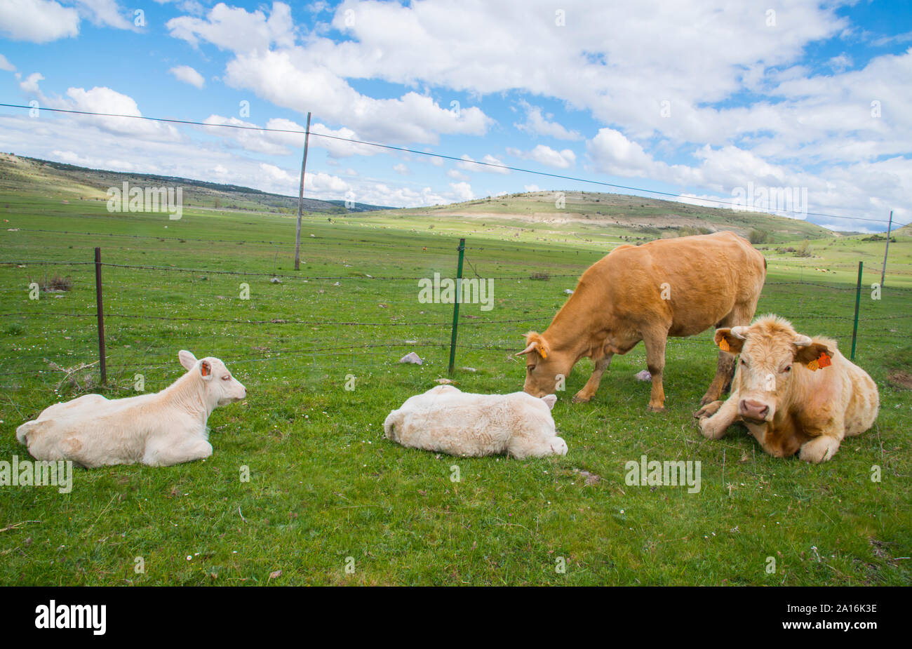Two cows and their calves in a meadow Stock Photo - Alamy