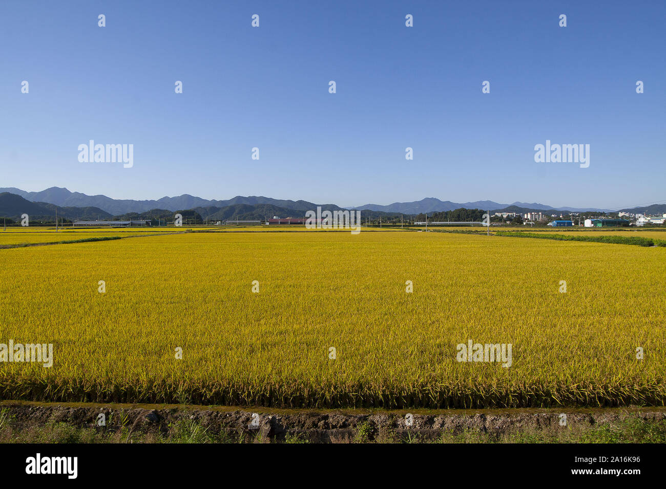 September 14, 2019, Sangju, GYEONGBUK, SOUTH KOREA: Sep 24, 2019-Sangju ...