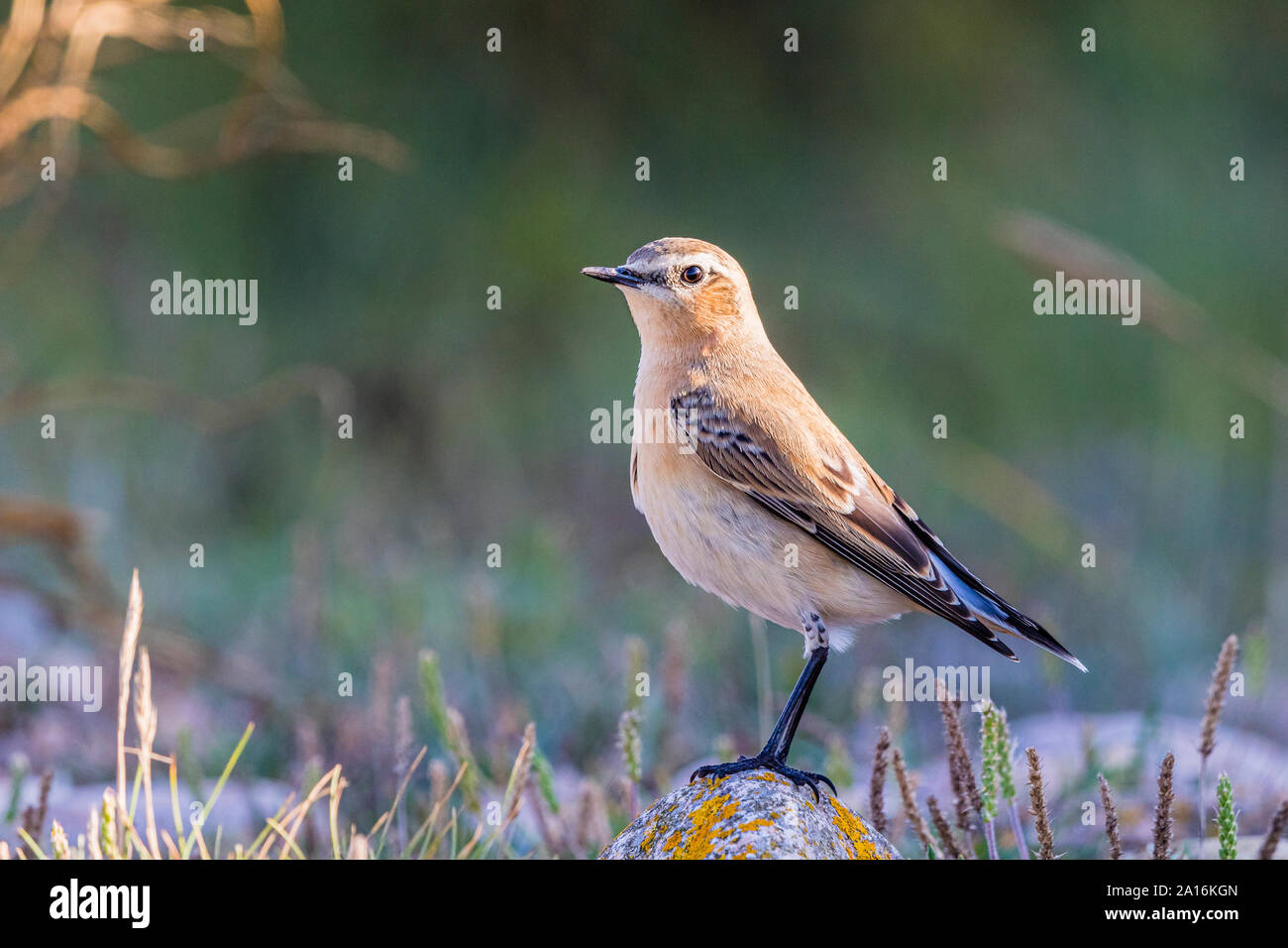 Female wheatear along a coastal path in Guernsey, Channel Islands Stock ...