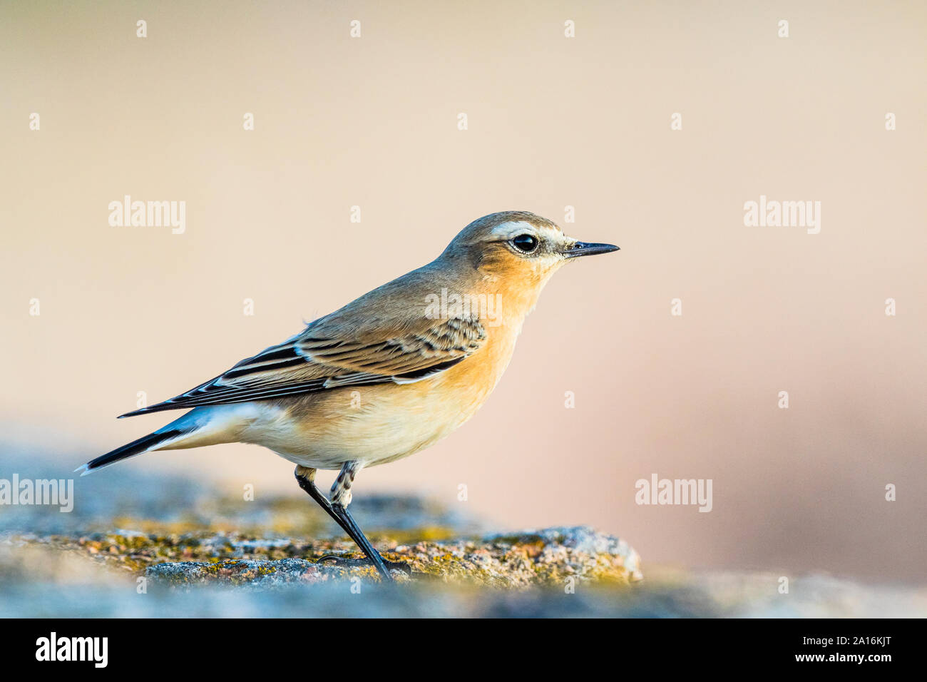 Female wheatear along a coastal path in Guernsey, Channel Islands Stock ...