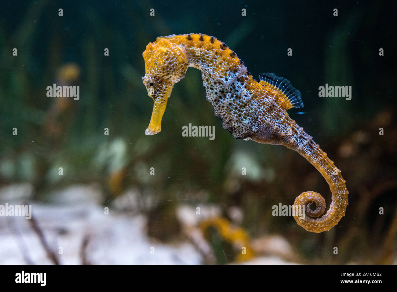 Specimen of longsnout seahorse (Hippocampus reidi) also known as ...
