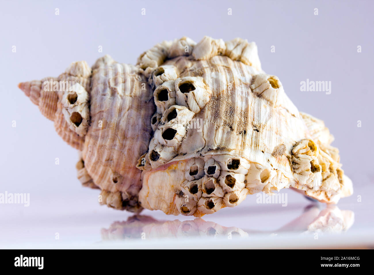 Whelk Shell High Resolution Stock Photography and Images - Alamy
