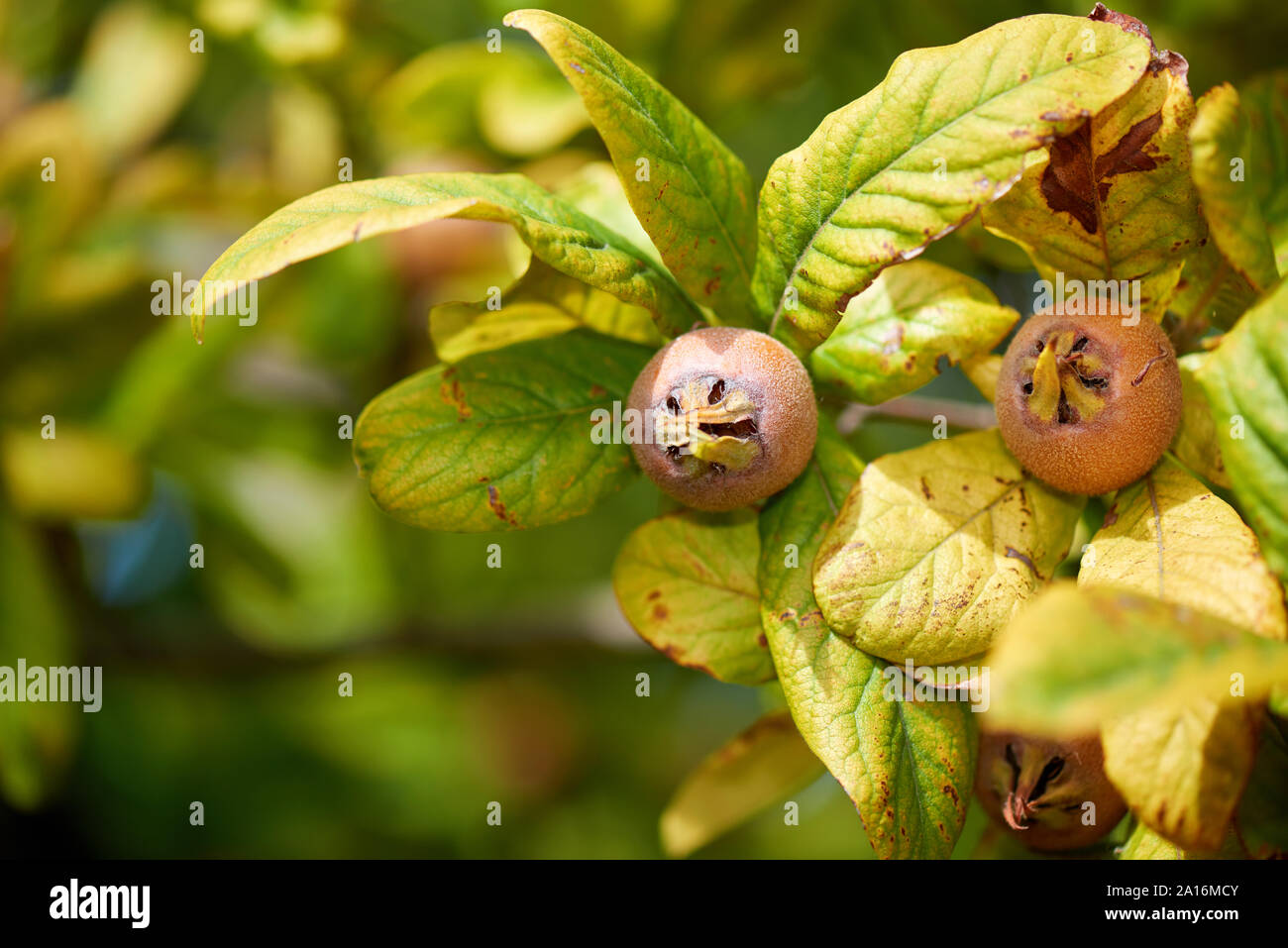 Medlar tree in garden hi-res stock photography and images - Alamy