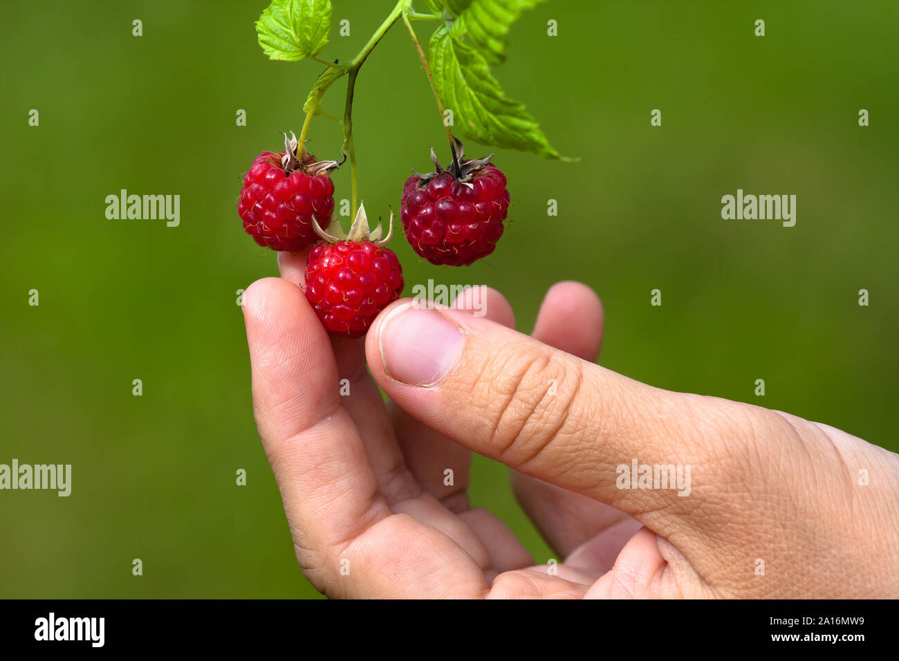 Pick fruit hi-res stock photography and images - Alamy