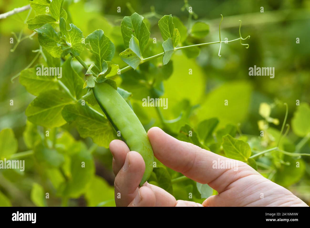 Woman picking green bean hi-res stock photography and images - Alamy