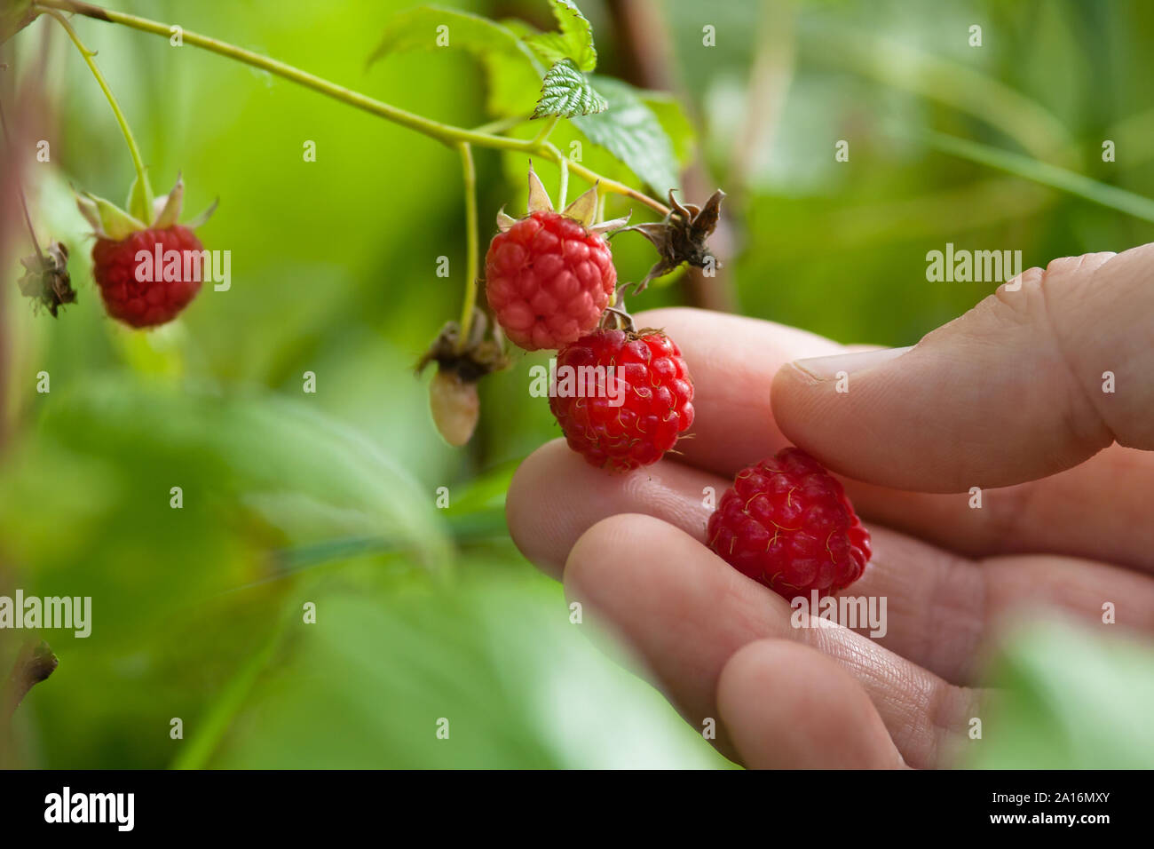 hand picking ripe berries of raspberries on blurred background Stock ...