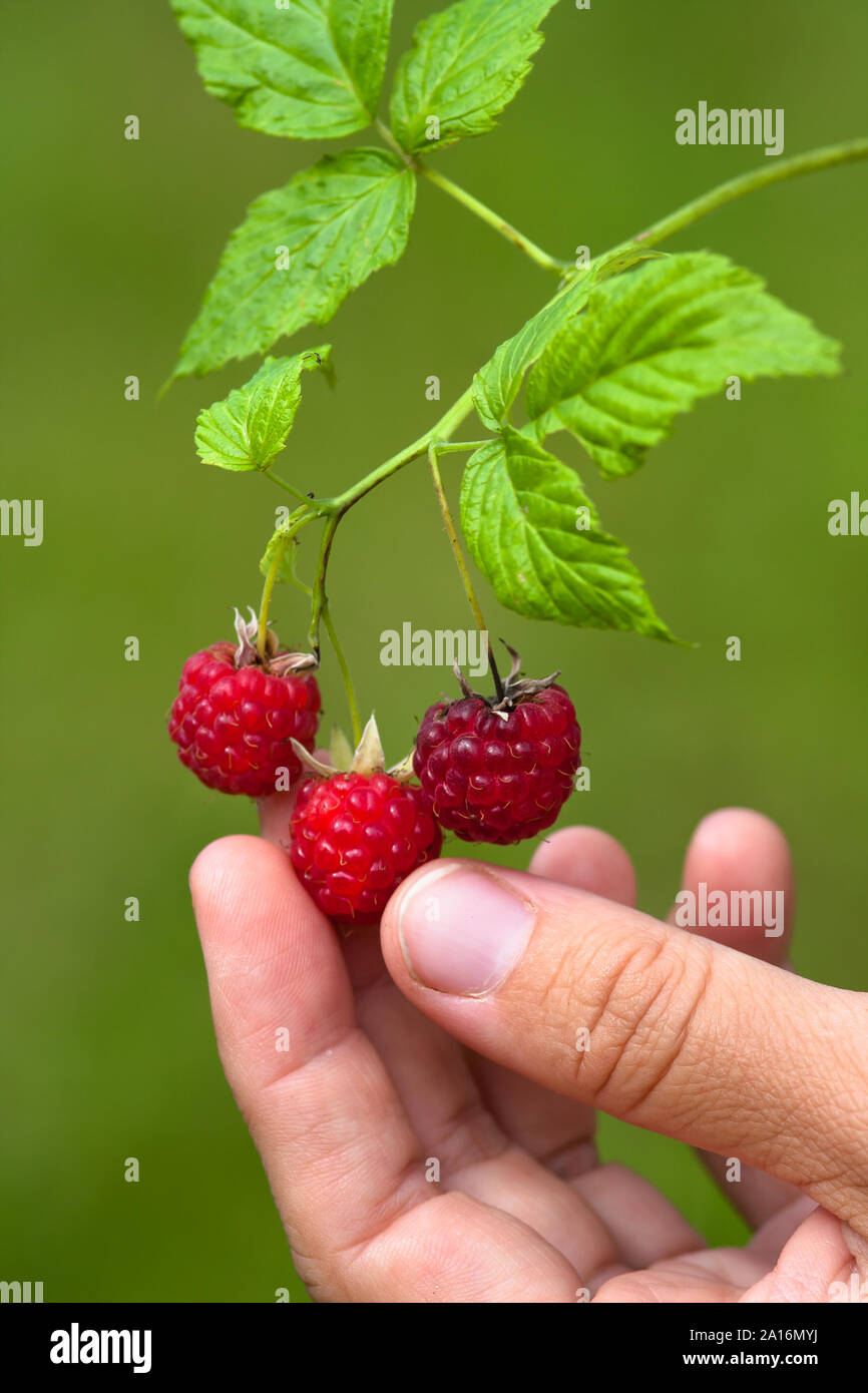 hand picking ripe berries of raspberries on blurred background Stock ...