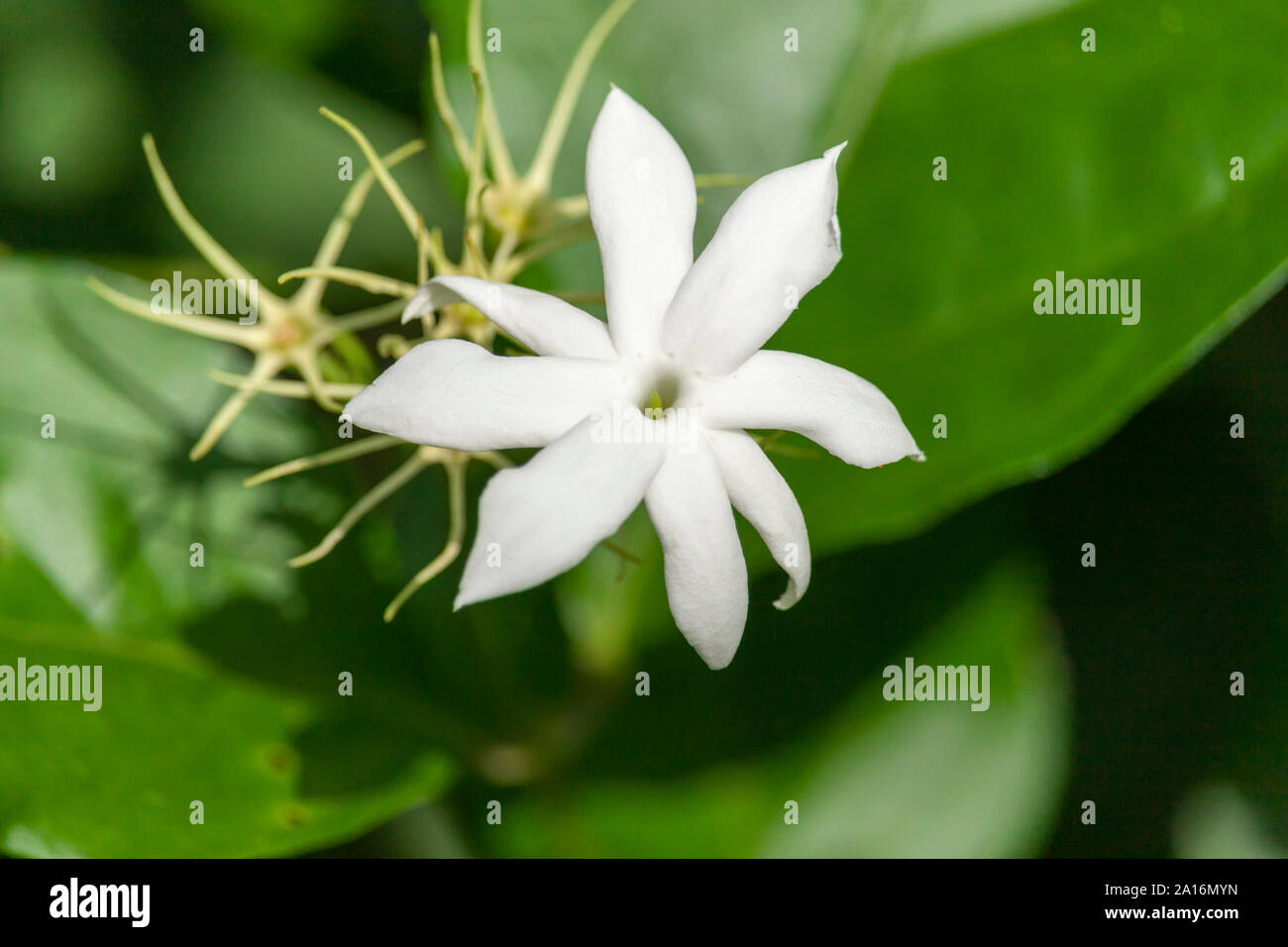 Red jasmine flower hi-res stock photography and images - Alamy