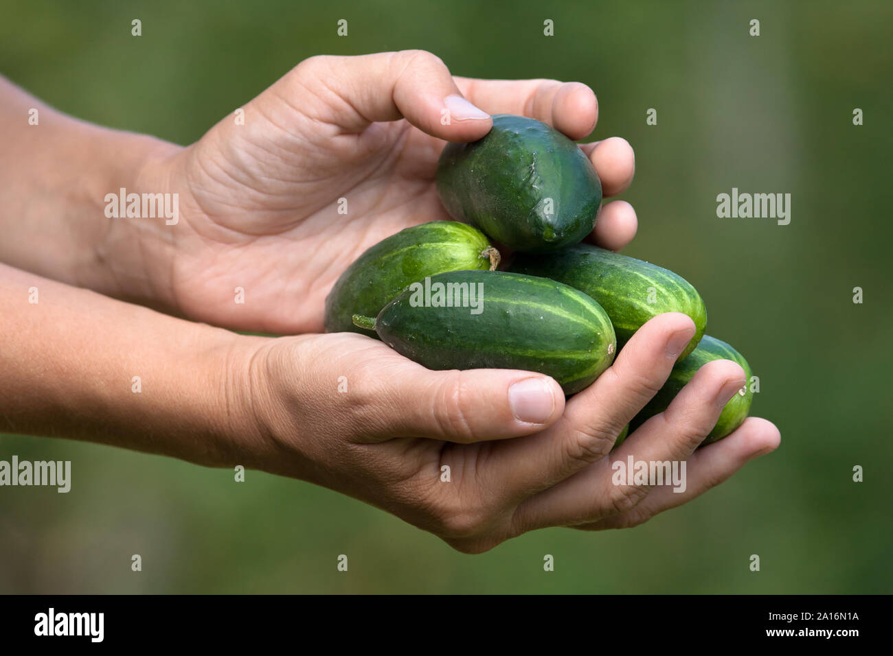 In female hands green cucumbers hi-res stock photography and images - Alamy