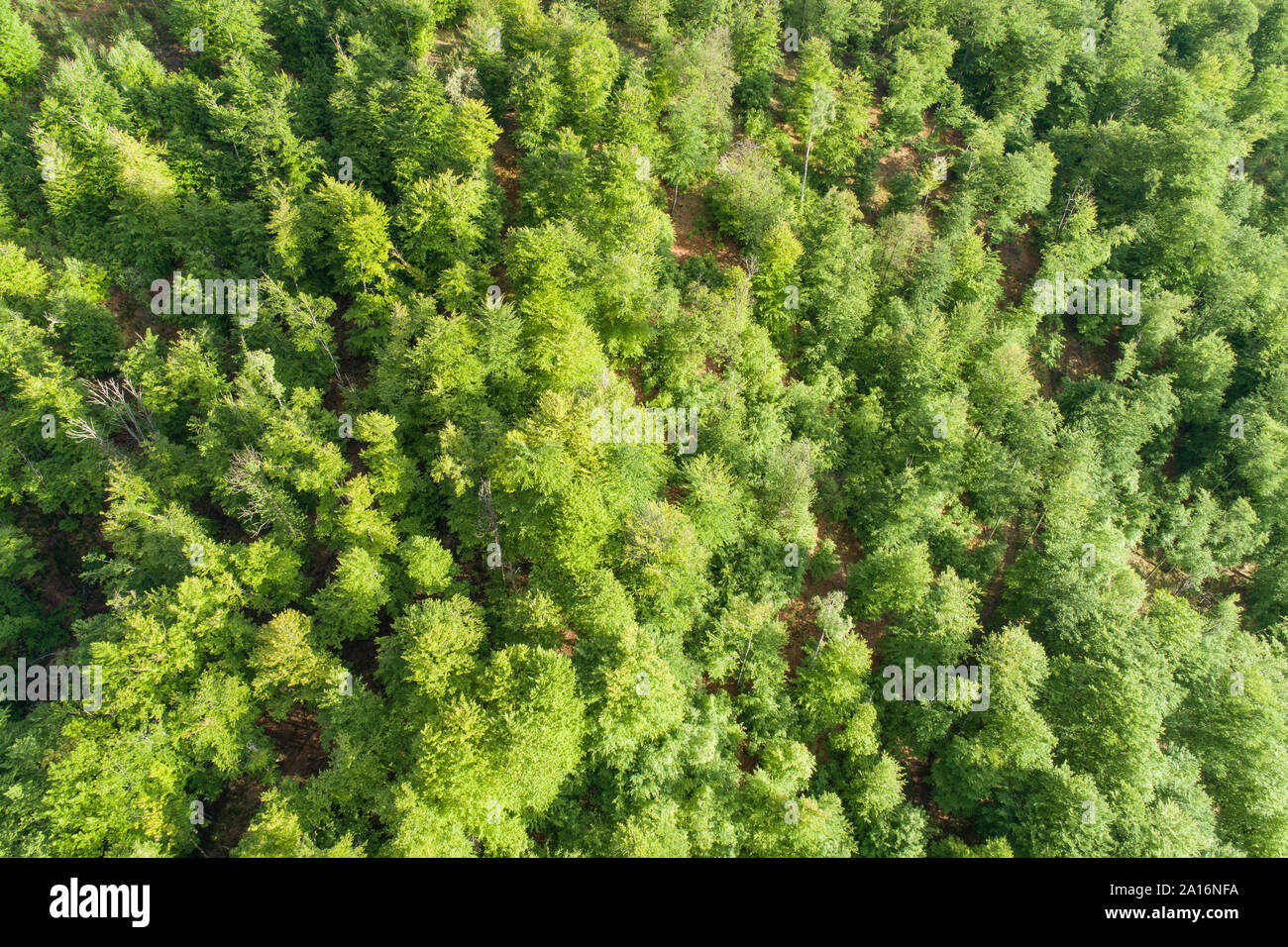 Aerial top view of summer green trees in forest Stock Photo - Alamy