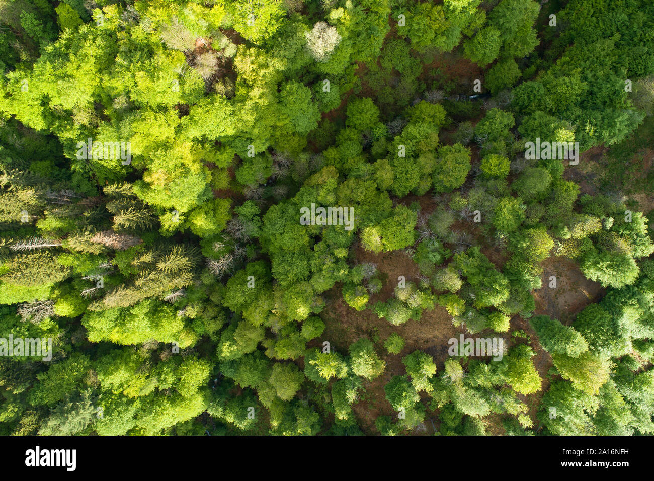 Aerial forest view in countryside hi-res stock photography and images ...