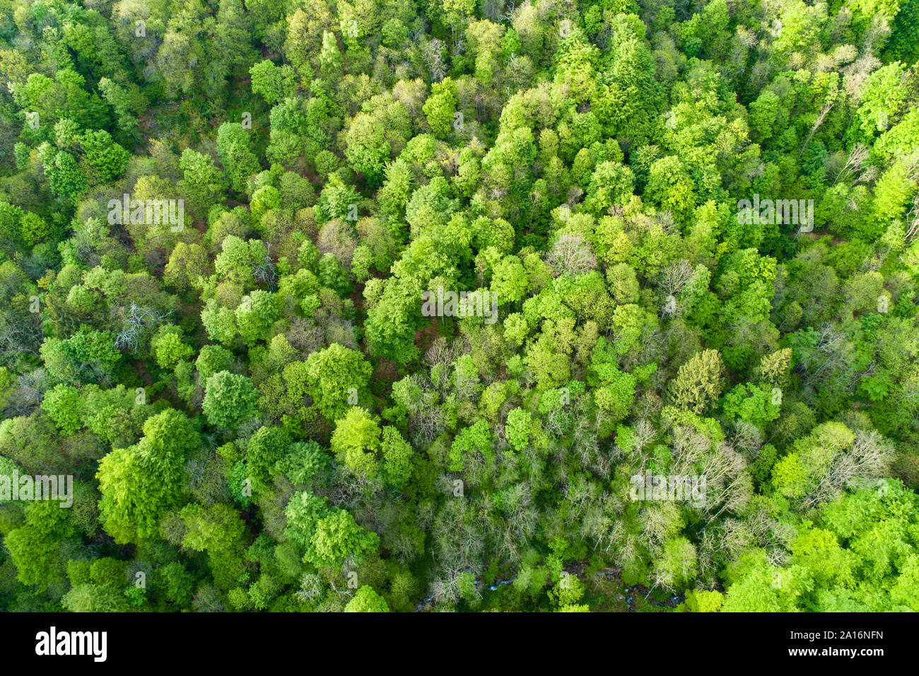 Aerial top view of summer green trees in forest Stock Photo - Alamy