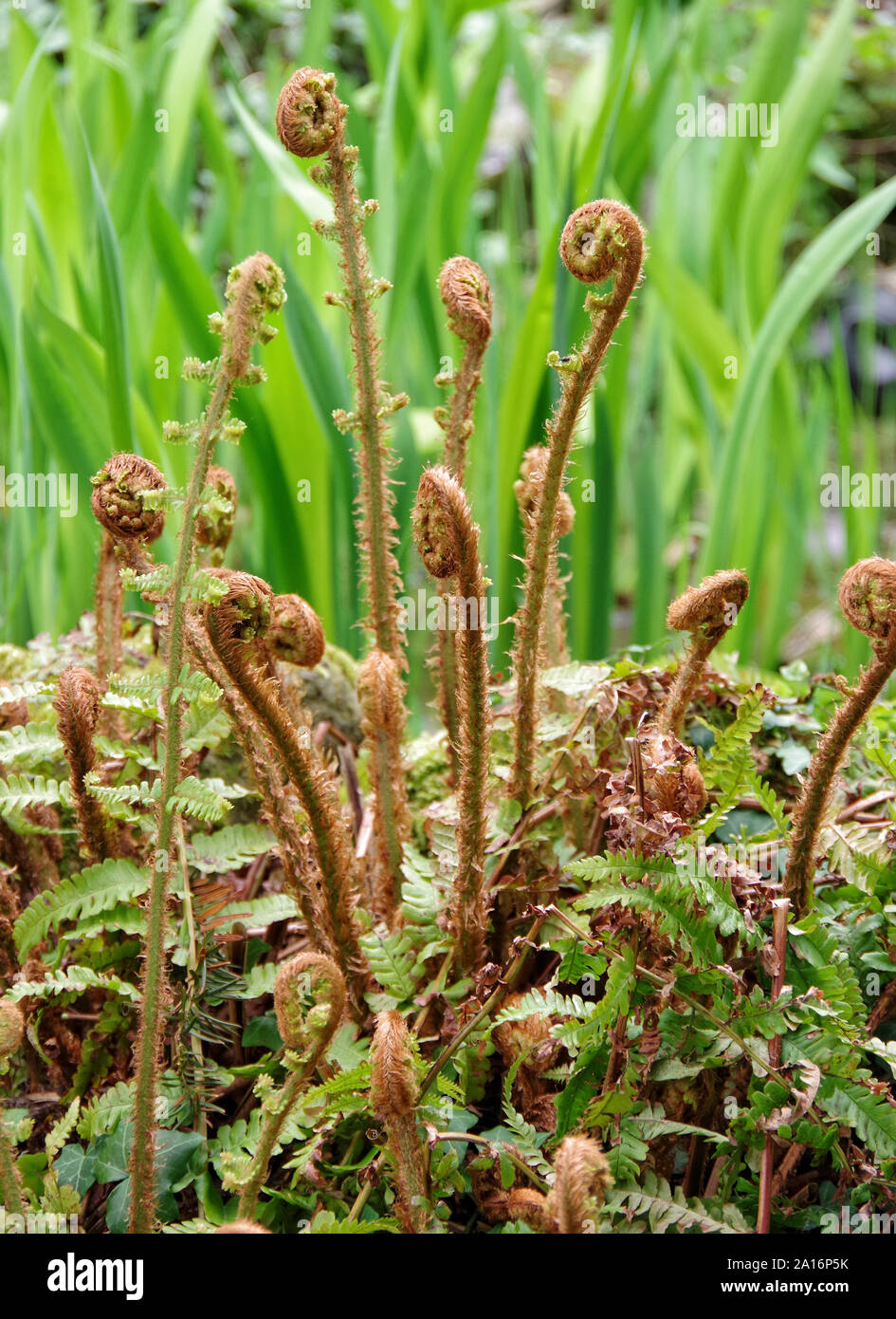 Furled ferns hi-res stock photography and images - Alamy