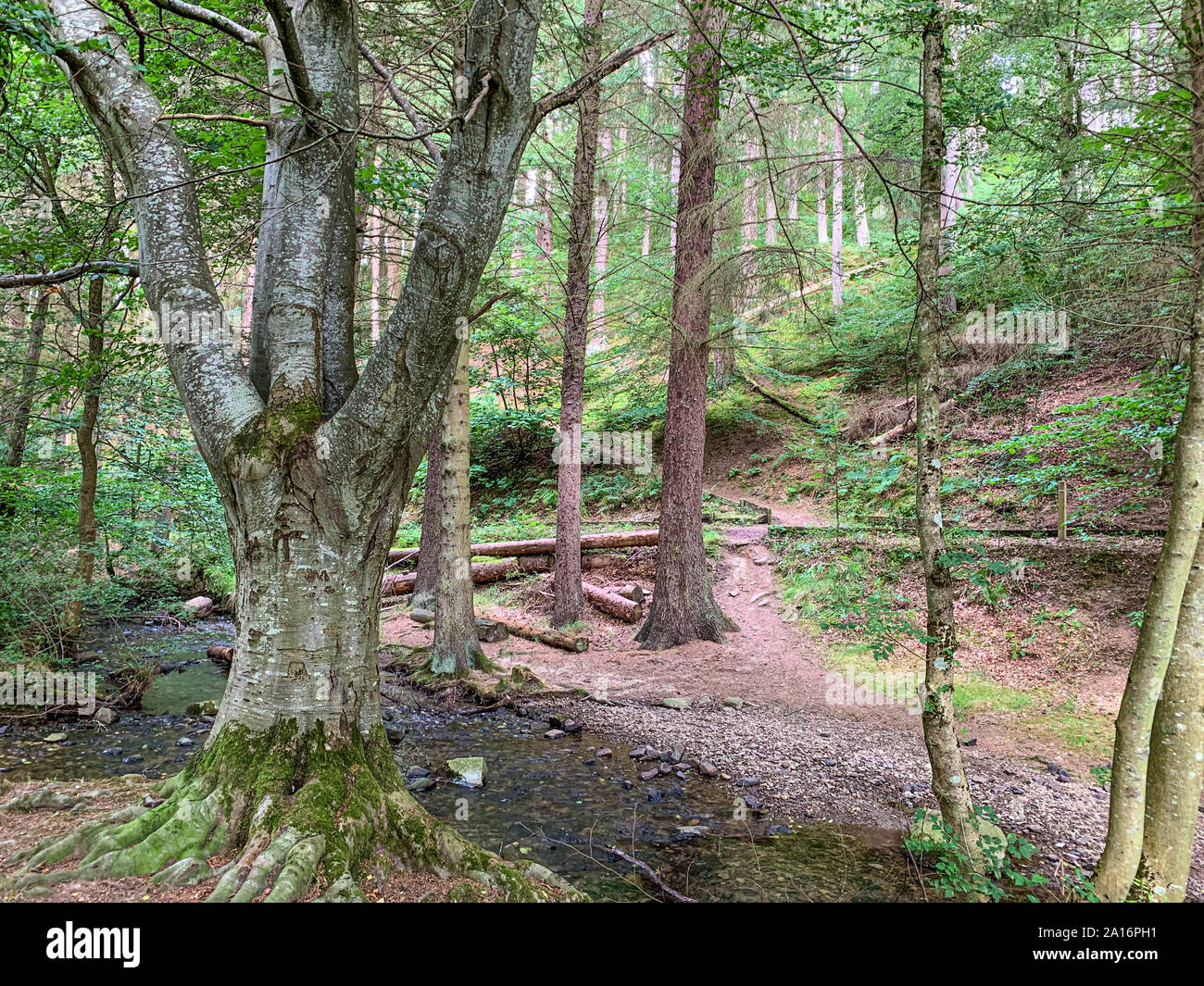 Kirk Burn, Cardrona Forest, Tweeddale, Scotland Stock Photo - Alamy