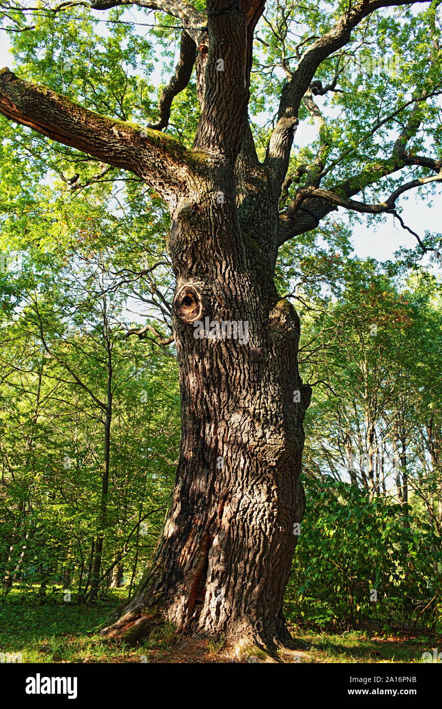 huge centenarian oak tree low angle view, hdr Stock Photo - Alamy
